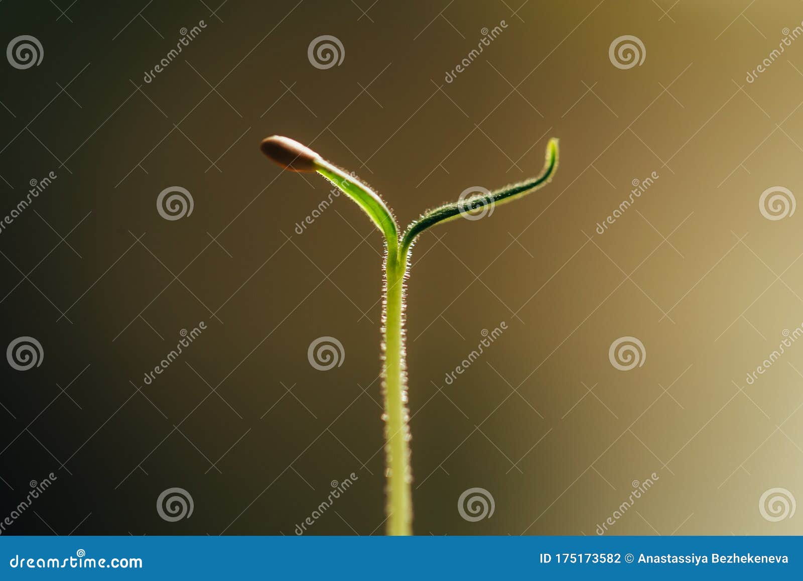 6,004 Seed Shoot Photos - Free & Royalty-Free Stock Photos from Dreamstime