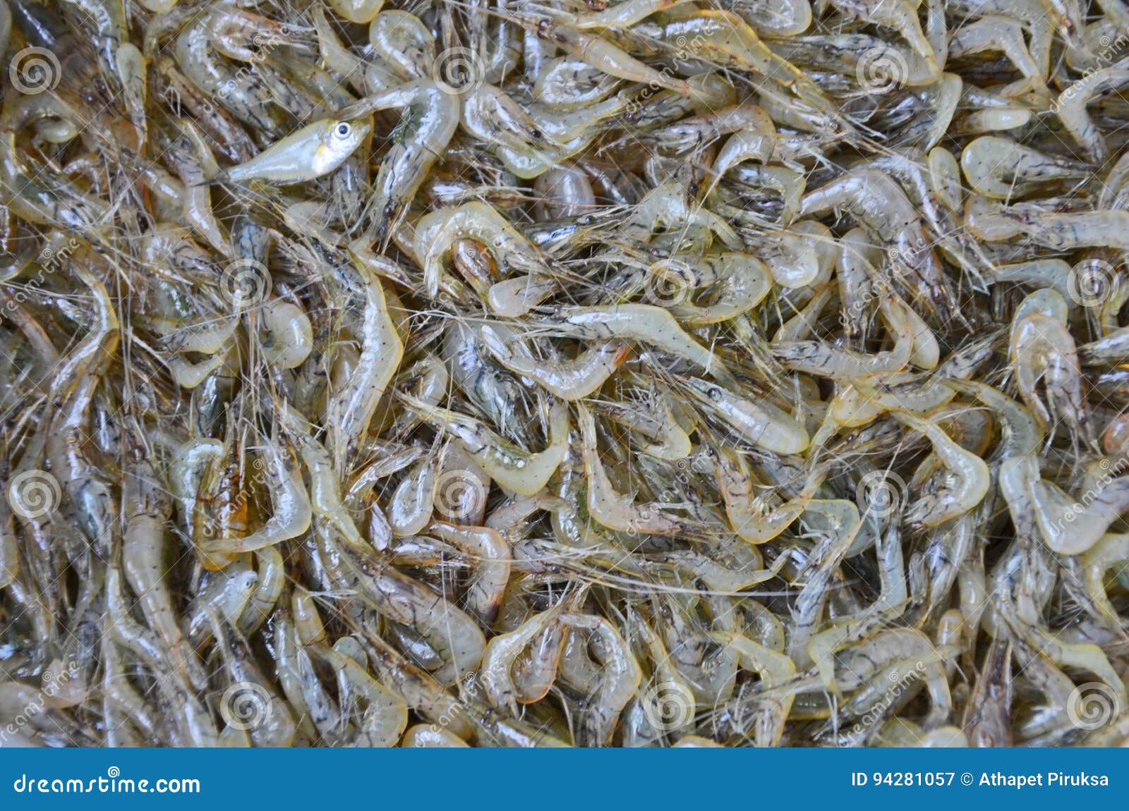 Small fresh shrimp heap stock image. Image of swim, nature - 94281057