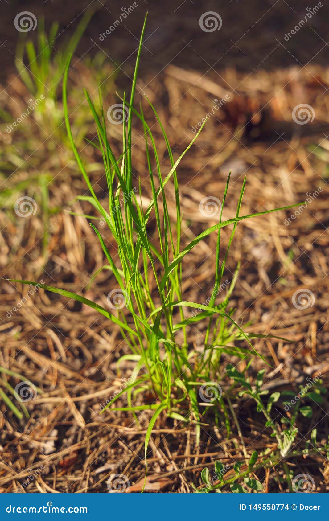 Small Freshness Green Grass Backgrounds Stock Photo - Image of needles ...