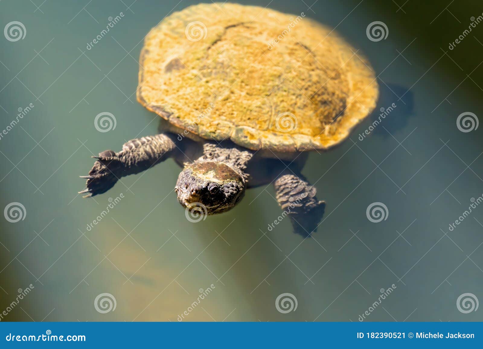 Small Freshwater Algae Covered Turtle Stock Image - Image of breathe ...