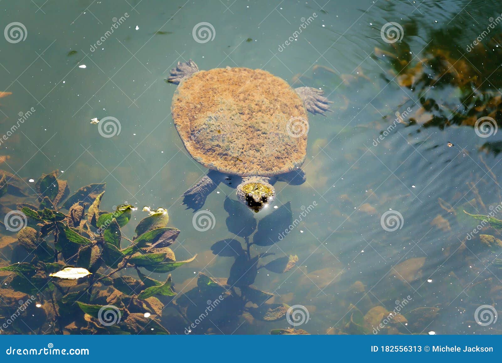 Small Freshwater Algae Covered Turtle Stock Image - Image of natural ...