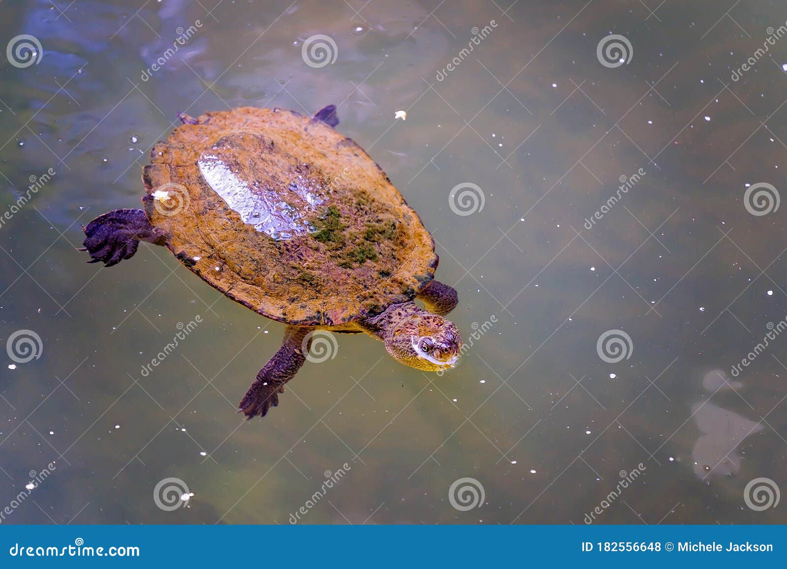 Small Freshwater Algae Covered Turtle Stock Photo - Image of bone ...