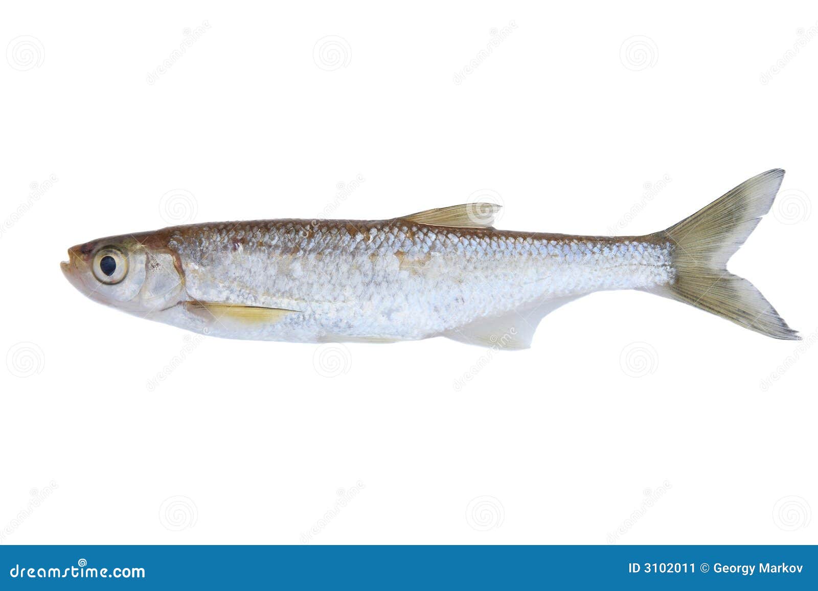 Small freshwater fish stock image. Image of alburn, fishery - 3102011