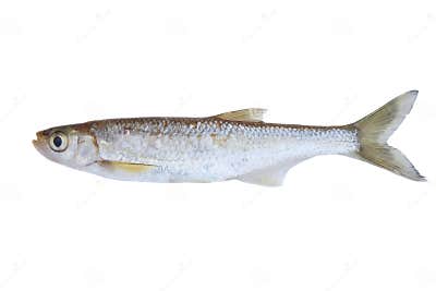Small freshwater fish stock image. Image of isolated, tail - 3102011
