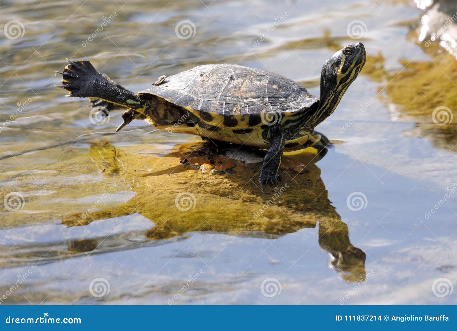 Small Freshwater Turtles Warm Up in the Sun - Trachemys Stock Photo ...