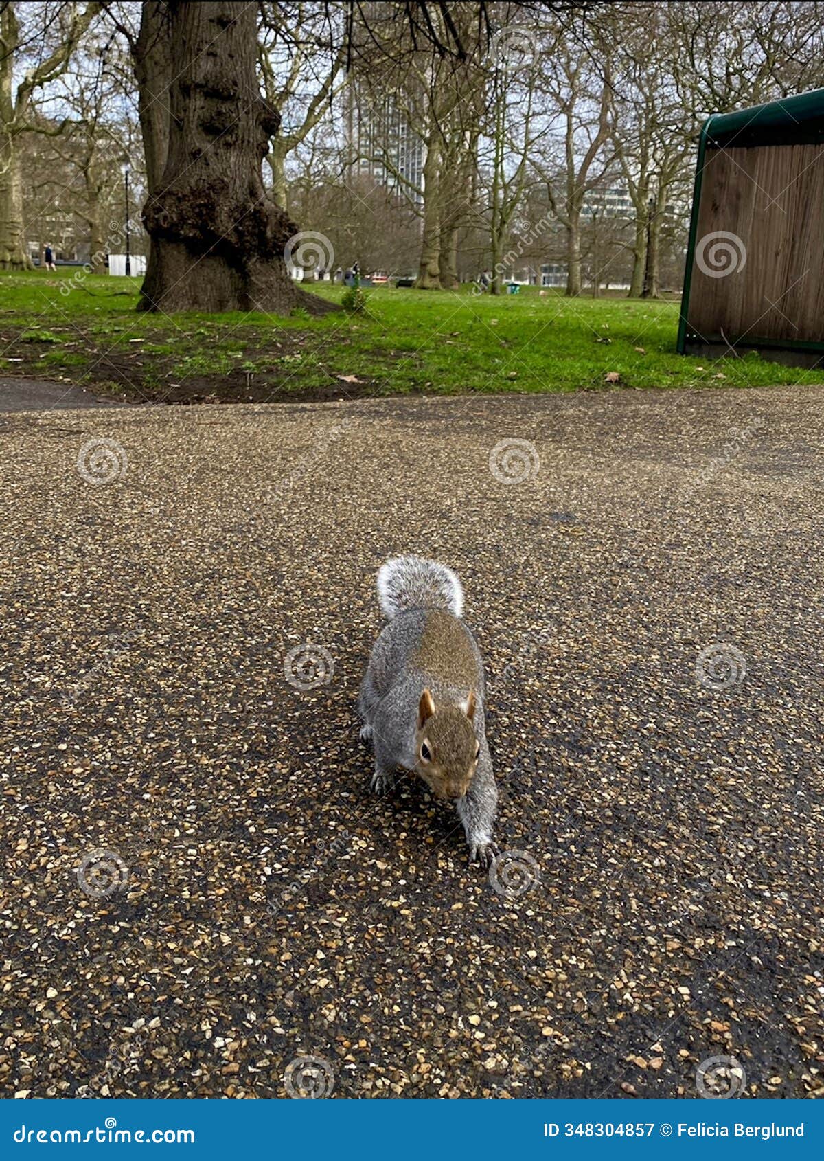 Squirrel : ` Hello Do You Have Nuts ? ` Stock Photography ...