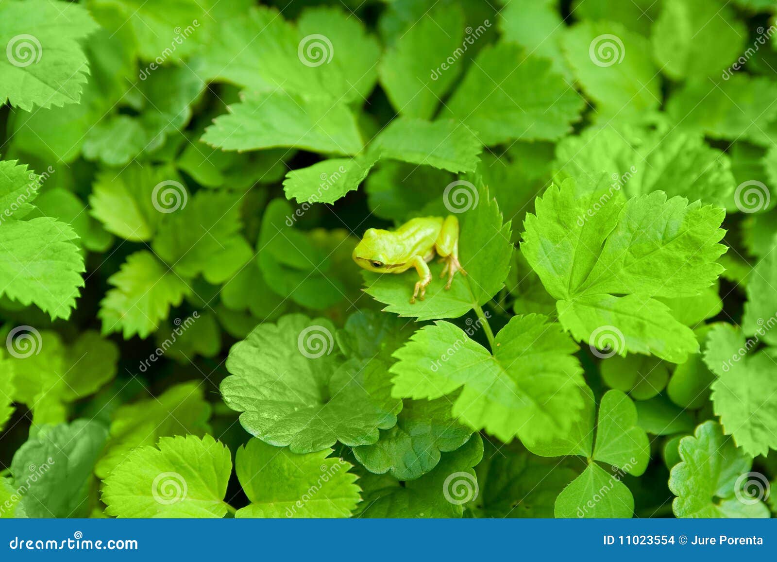 Small frog stock photo. Image of nature, frog, animal - 11023554