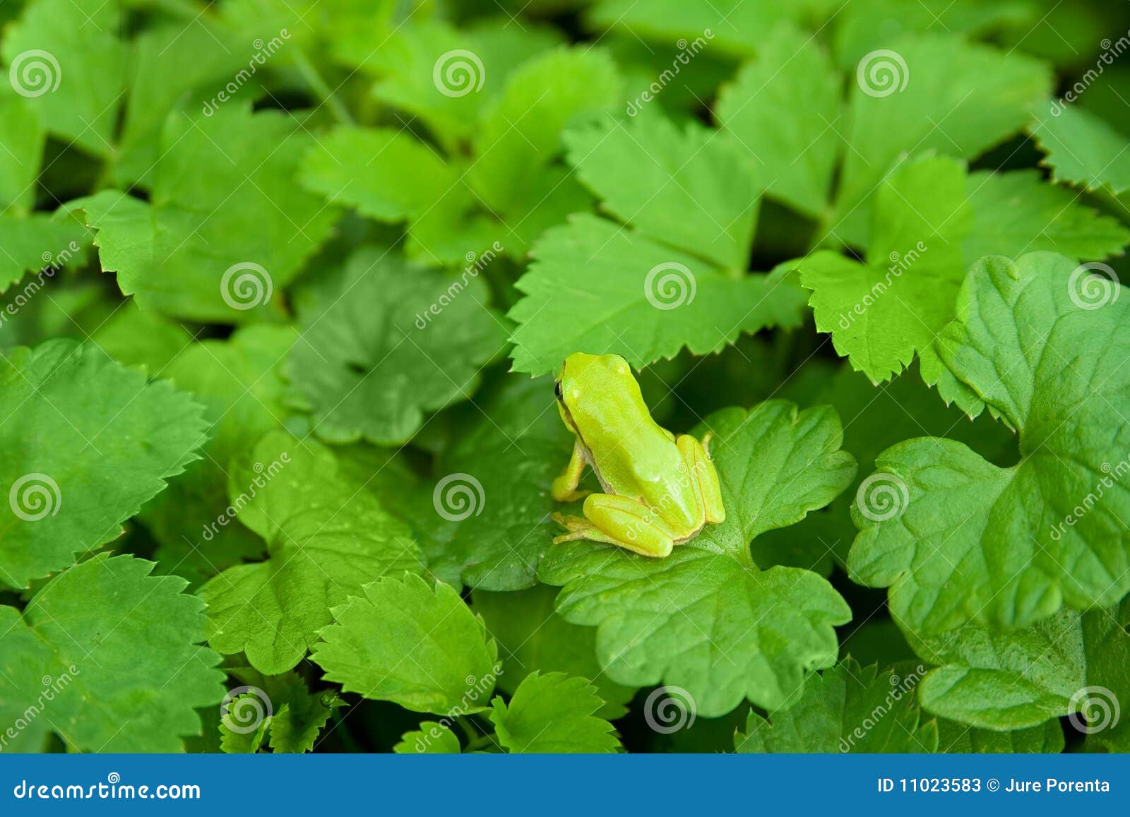 Small frog stock image. Image of leaf, natural, small - 11023583