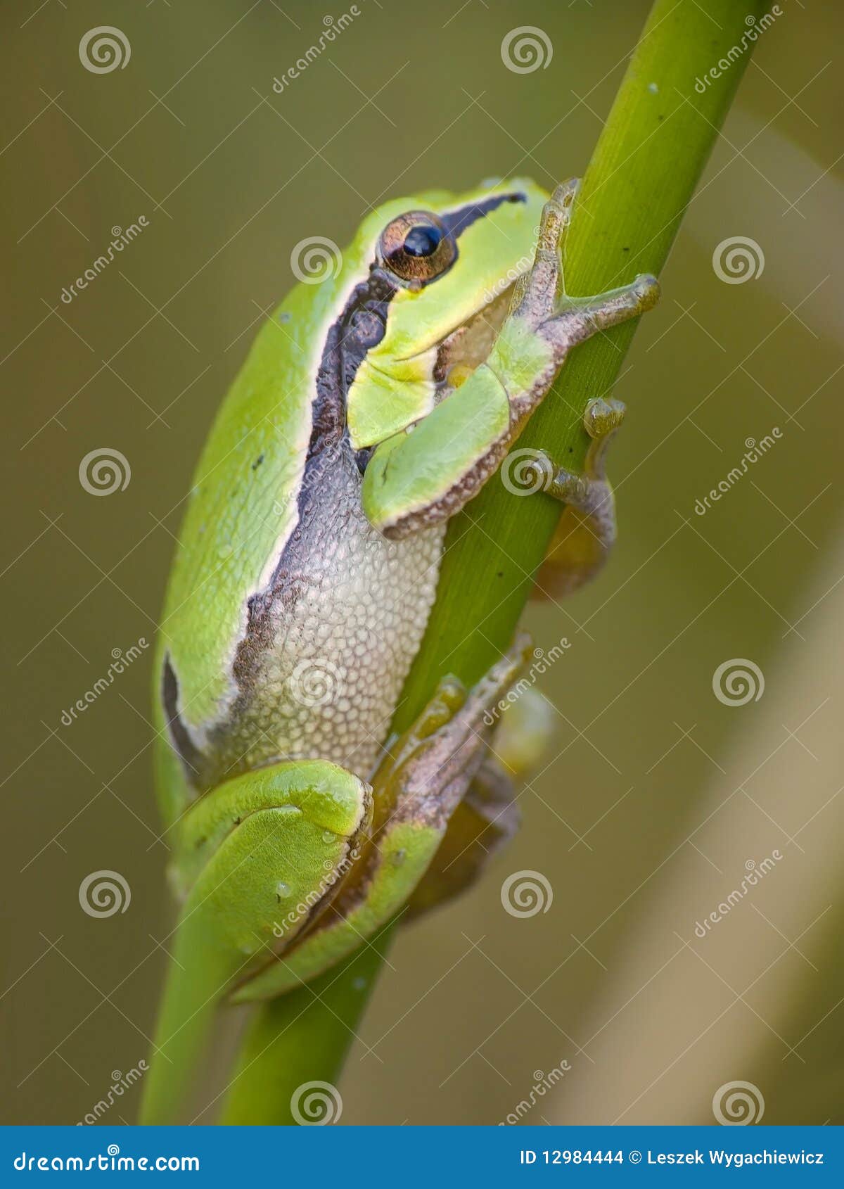 Small frog stock photo. Image of green, macro, frog, nature - 12984444