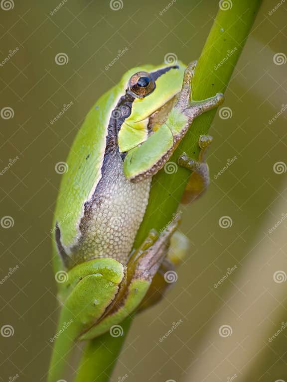 Small frog stock photo. Image of green, macro, frog, nature - 12984444