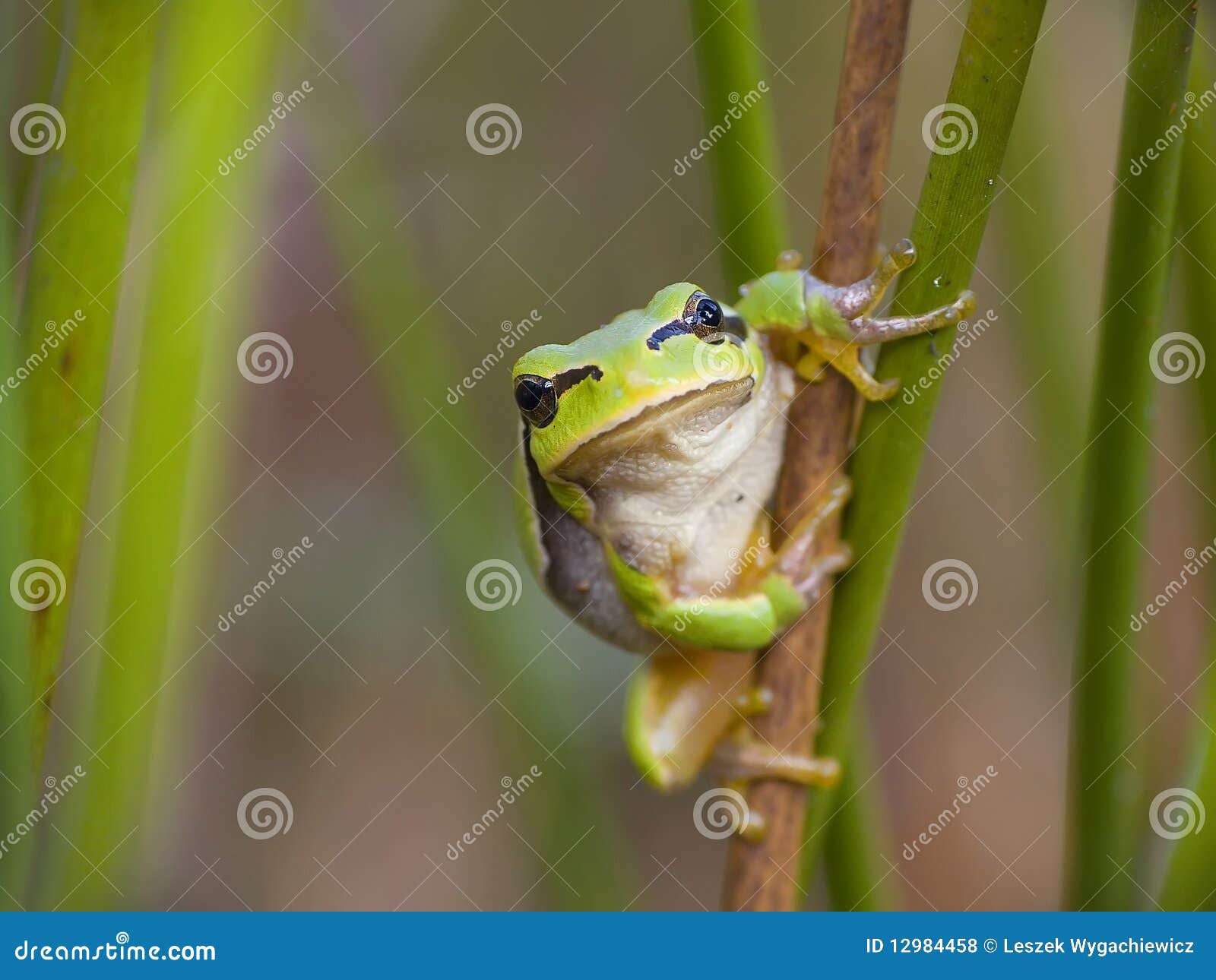 Small frog stock photo. Image of amphibian, animal, swamp - 12984458