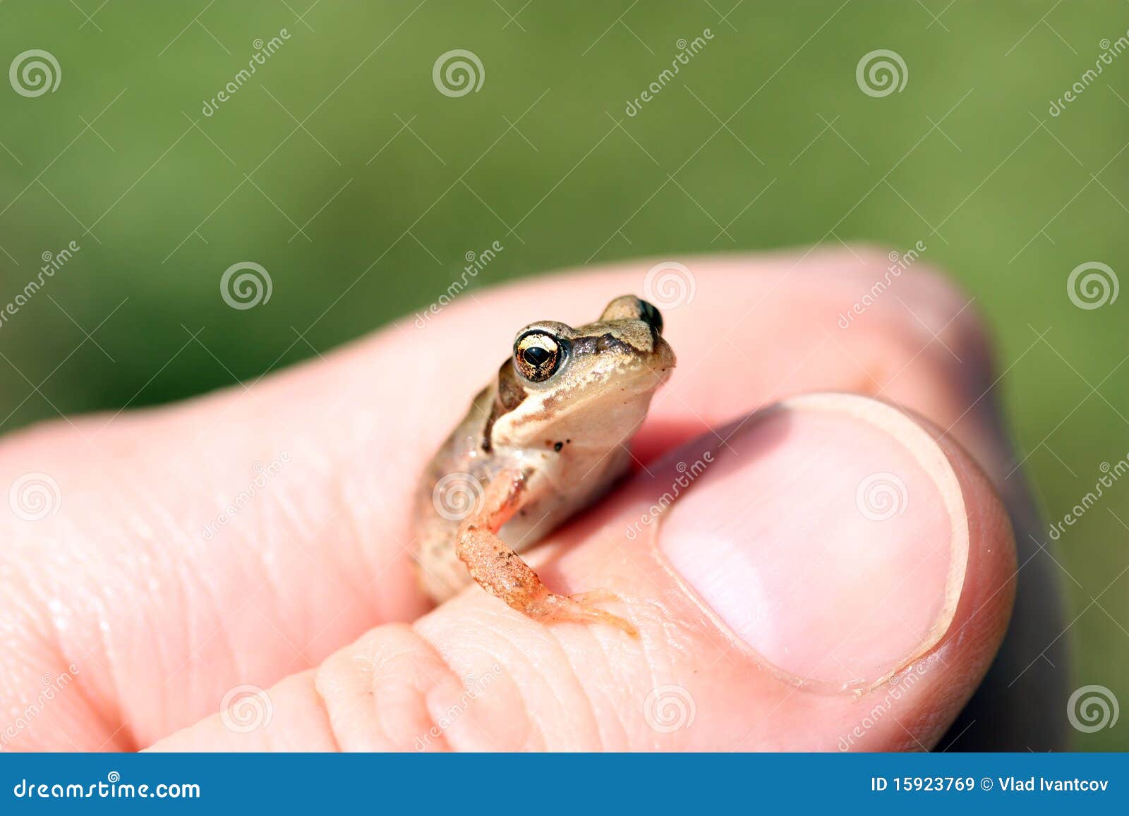 Small Frog Kingdom On A Lake Royalty-Free Stock Photography ...