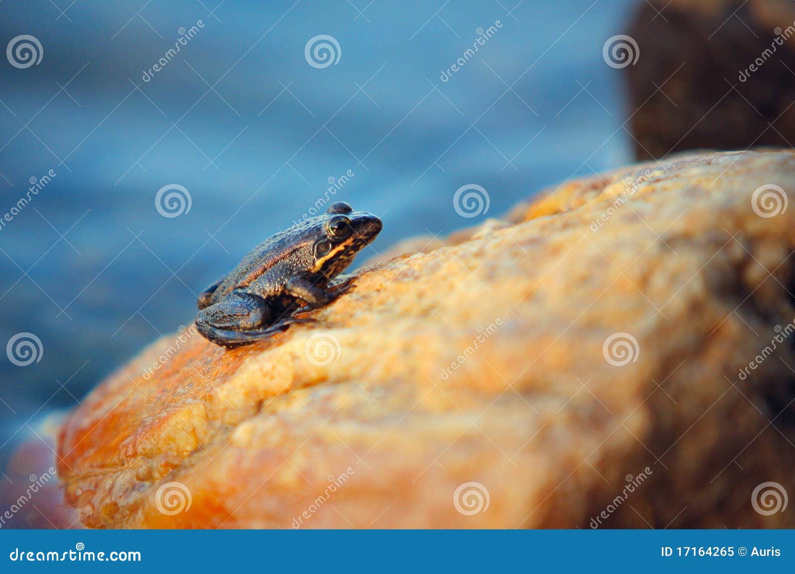 Small frog stock image. Image of slimy, brown, small - 17164265