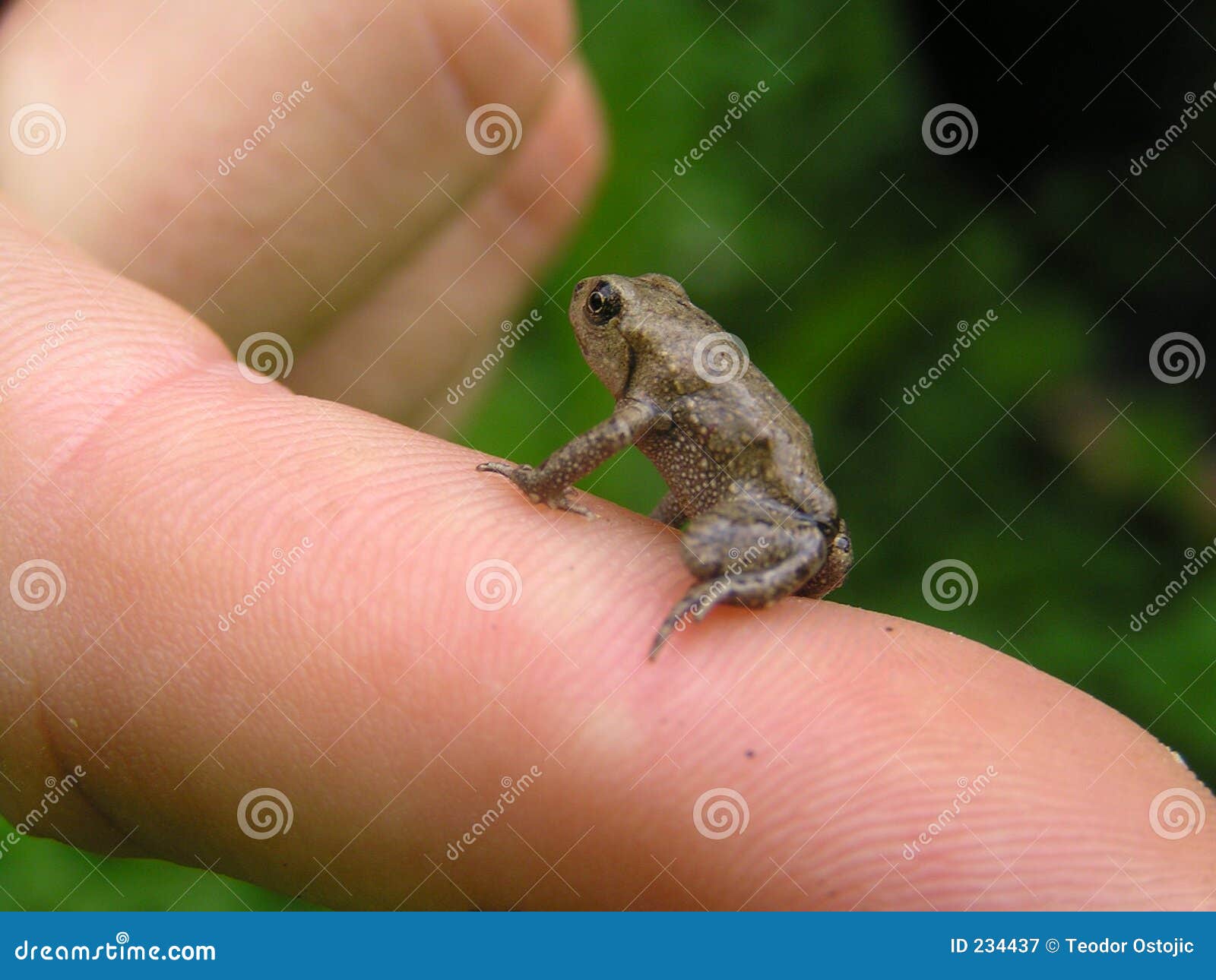 Small frog stock image. Image of nice, small, thumb, frog - 234437