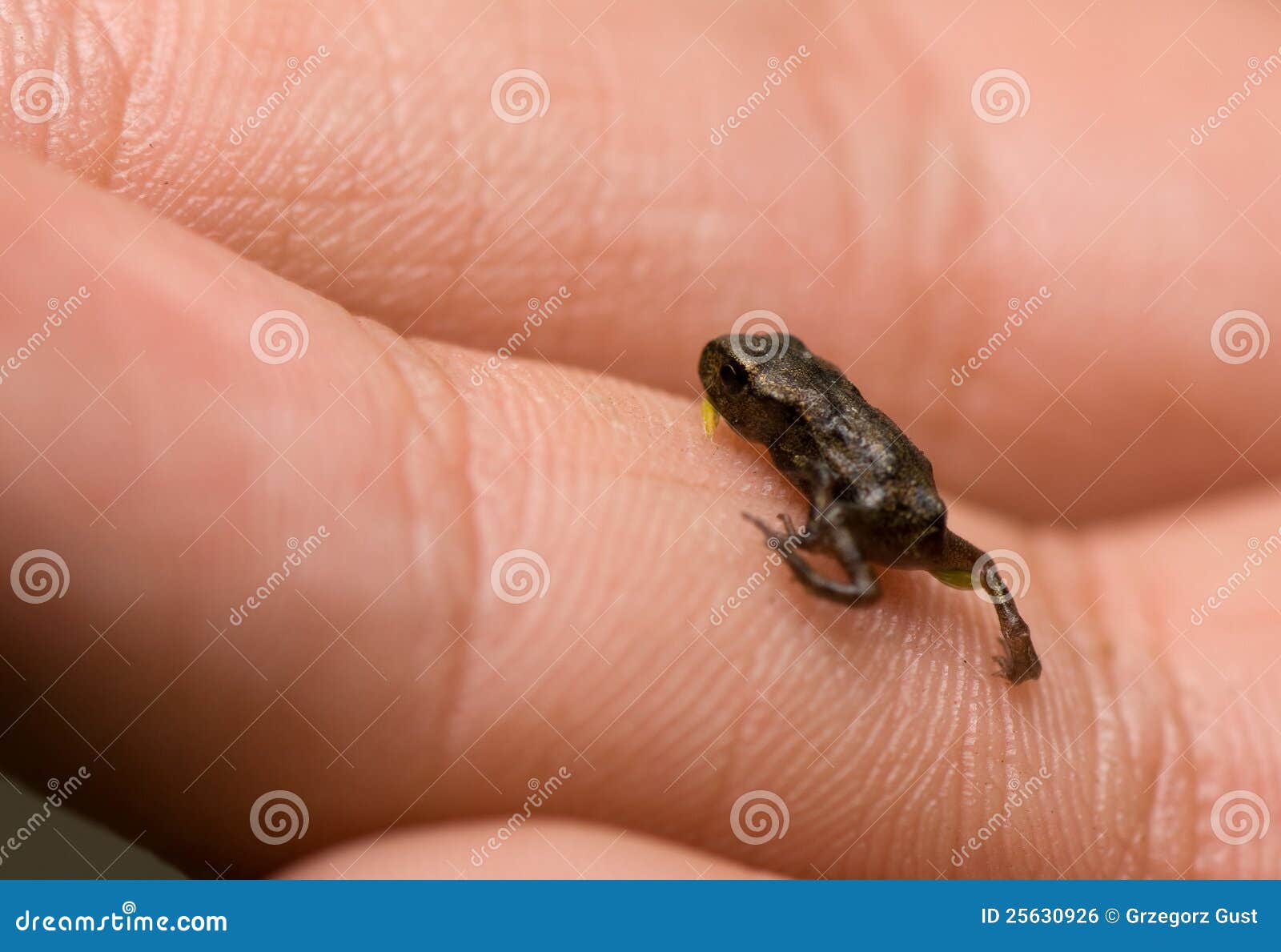Small Frog Royalty Free Stock Image - Image: 25630926