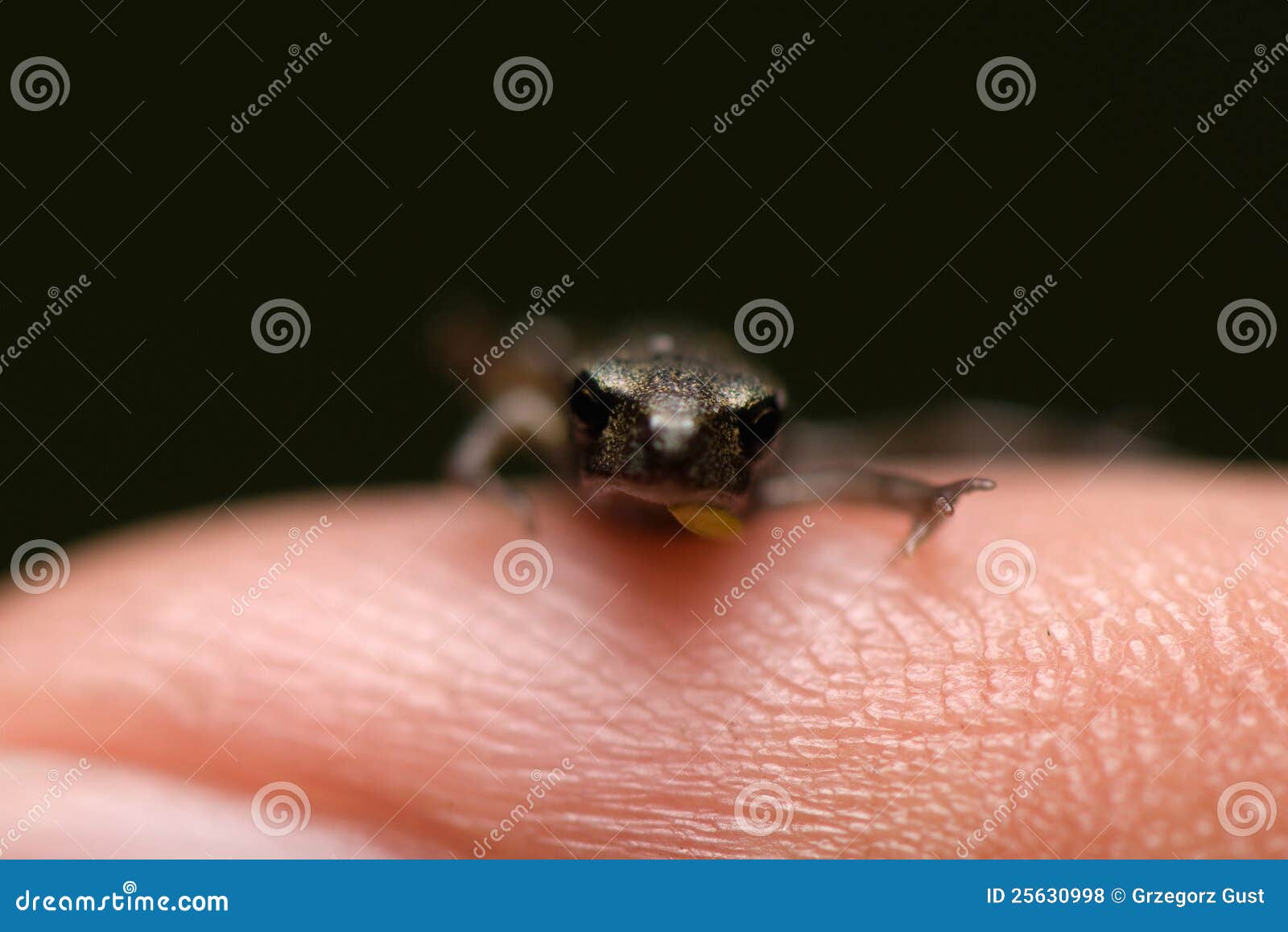 Small frog stock photo. Image of nature, looking, amphibian - 25630998