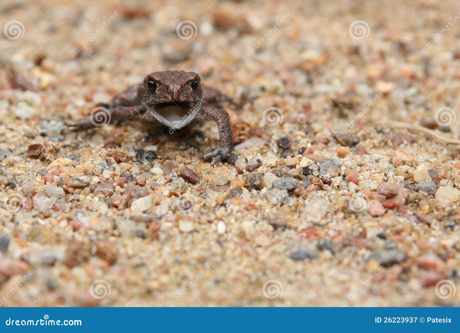 Small Frog Royalty Free Stock Photography - Image: 26223937