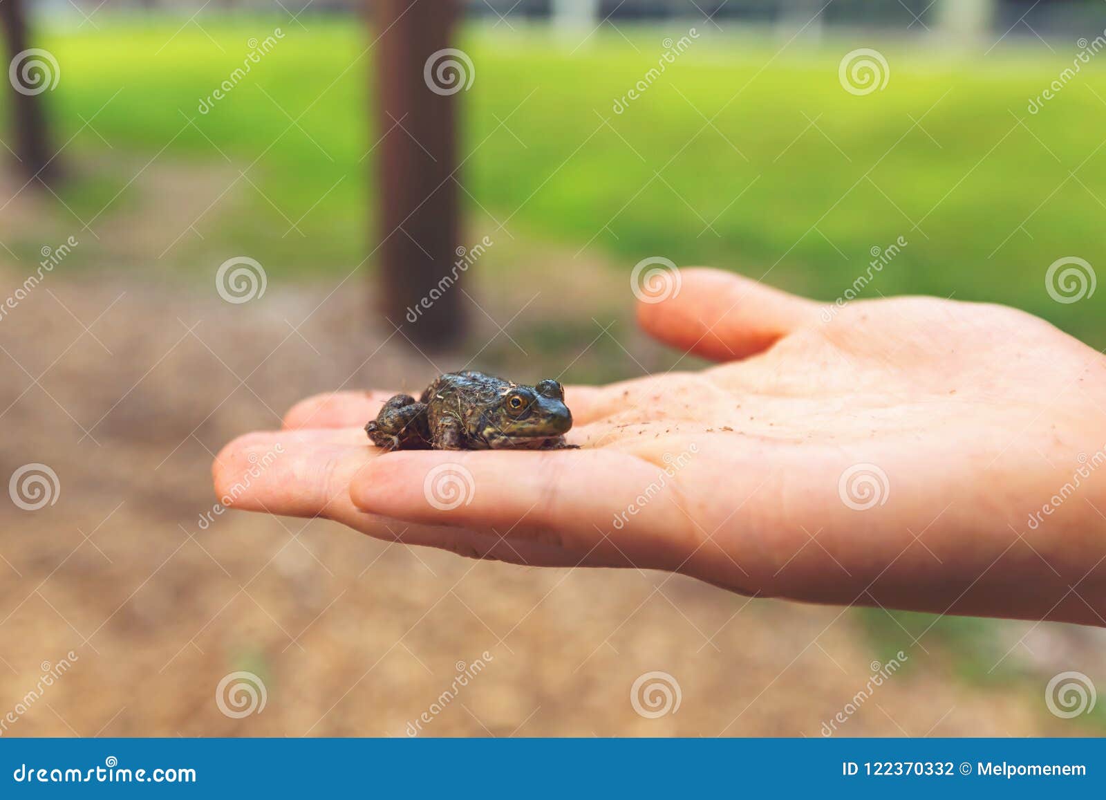 Small frog being held stock photo. Image of small, macro - 122370332