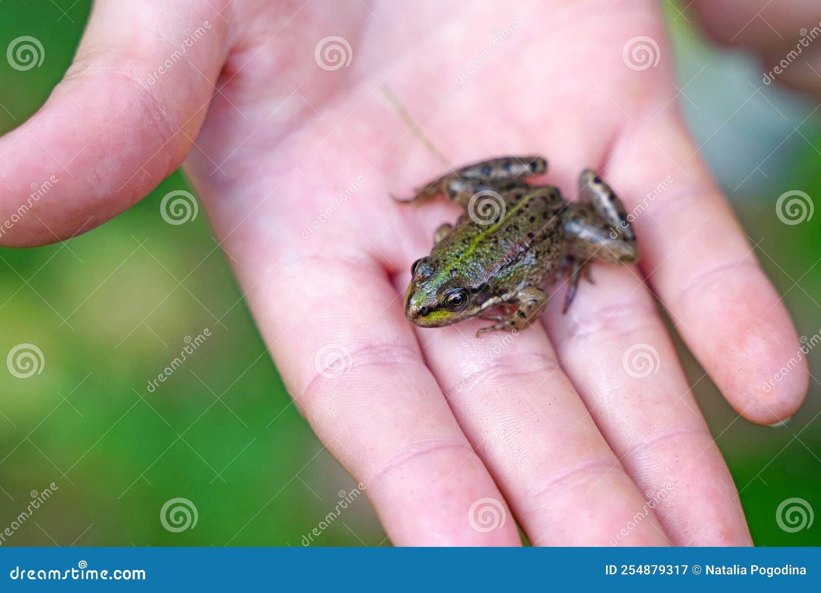 A Small Frog on a Child& X27;s Arm Stock Image - Image of dock, child ...