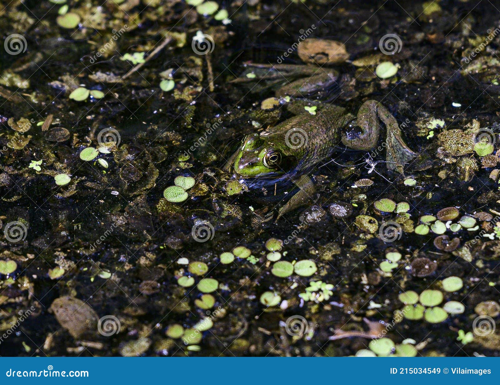 Small Frog of the Everglades Stock Image - Image of swamp, frog: 215034549