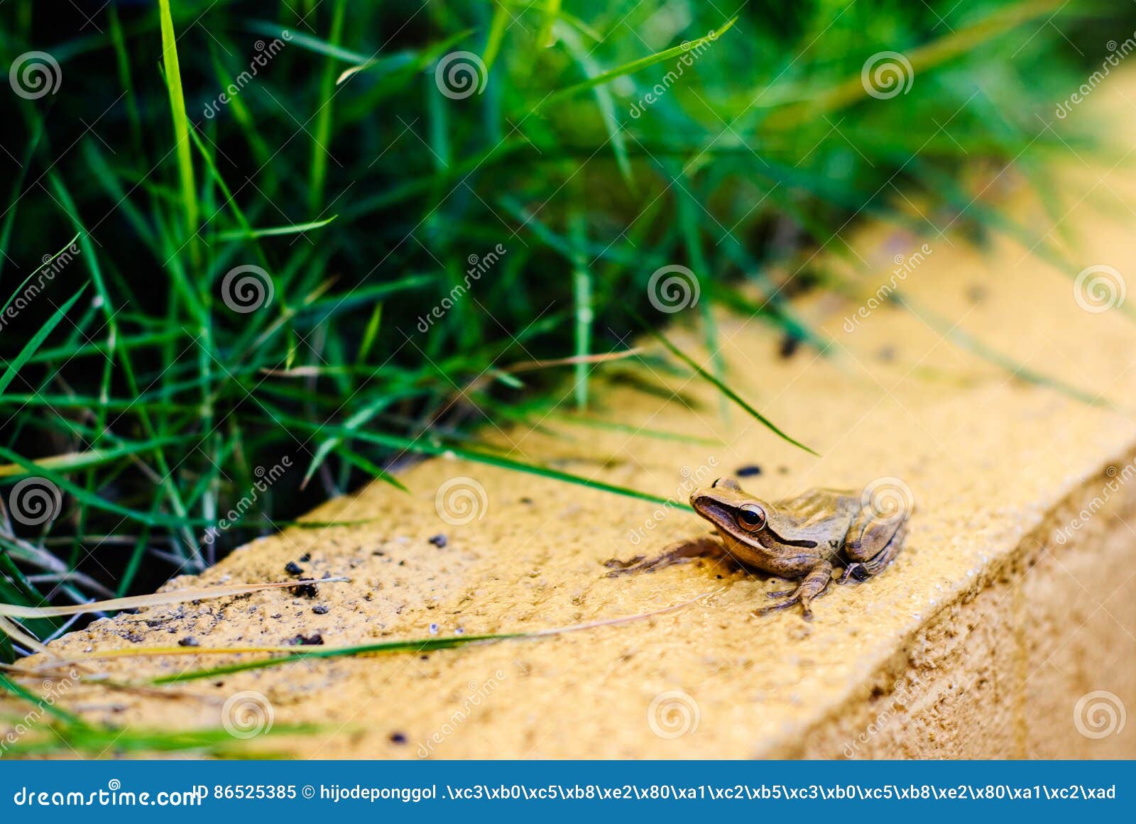 Small frog at the garden stock image. Image of frog, environment - 86525385