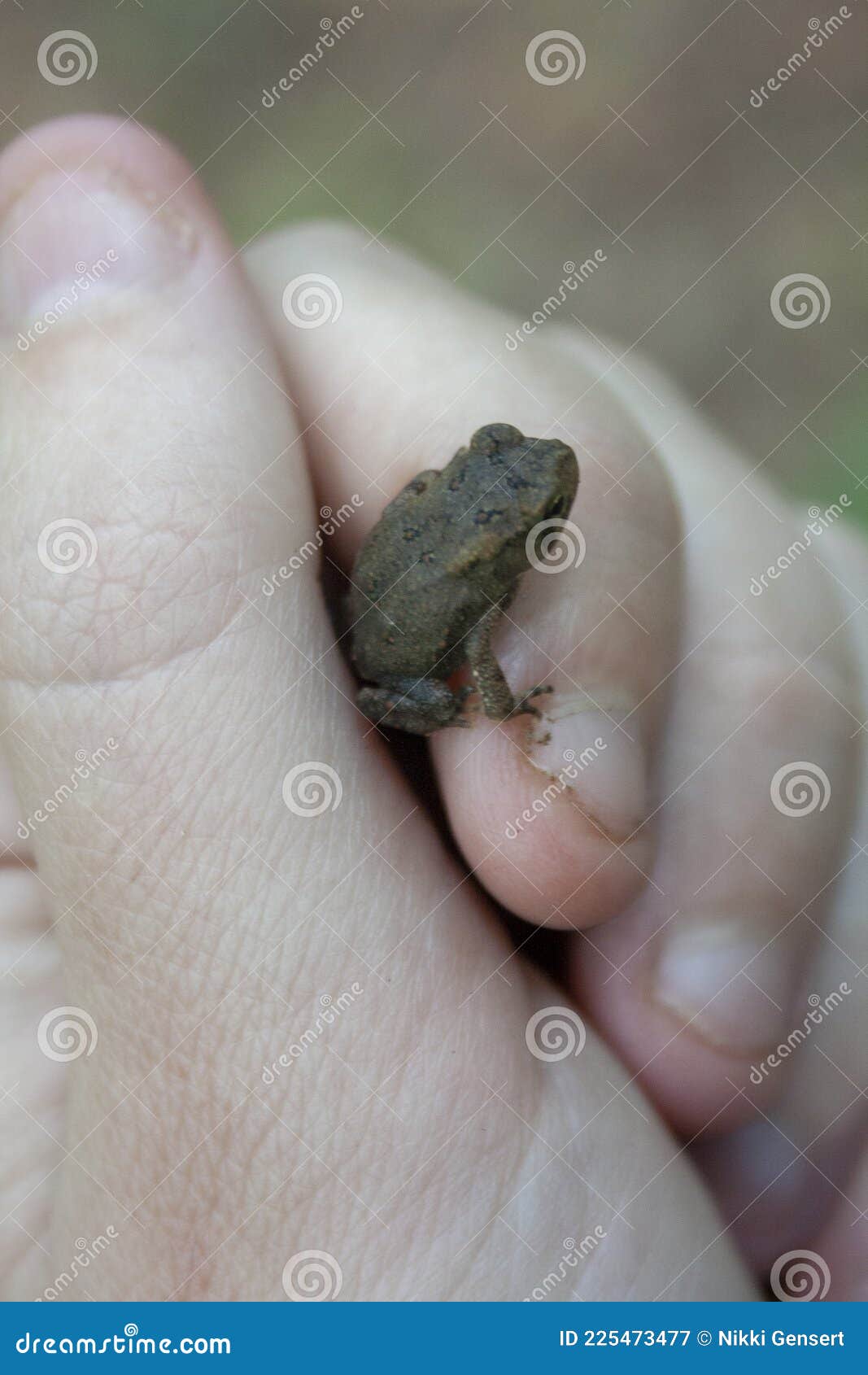 Small Frog in Hand stock image. Image of wilderness - 225473477