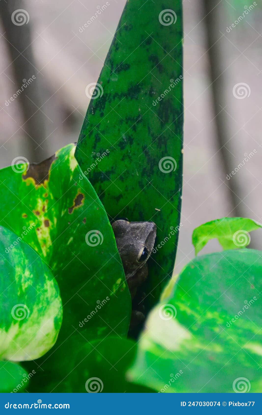 Small Frog Hide at Green Leaf Stock Photo - Image of fauna, natural ...