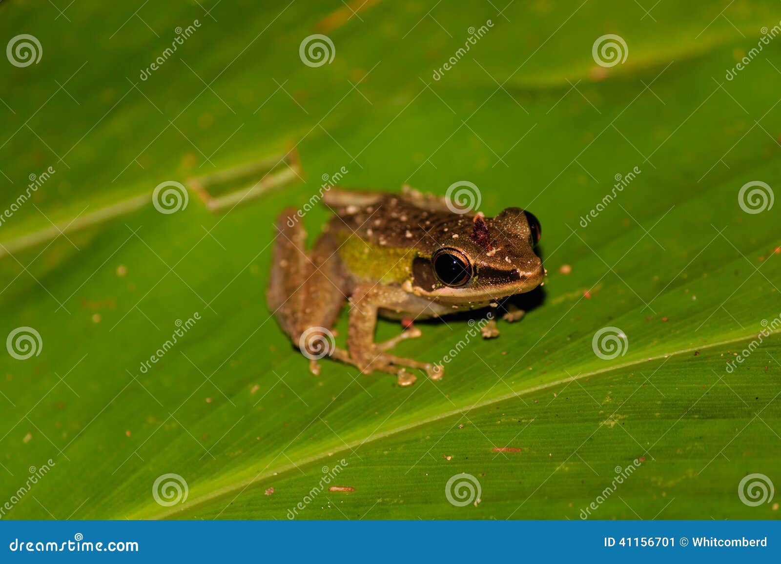 Small Frog on a Leaf in the Rainforest at Night Stock Image - Image of ...