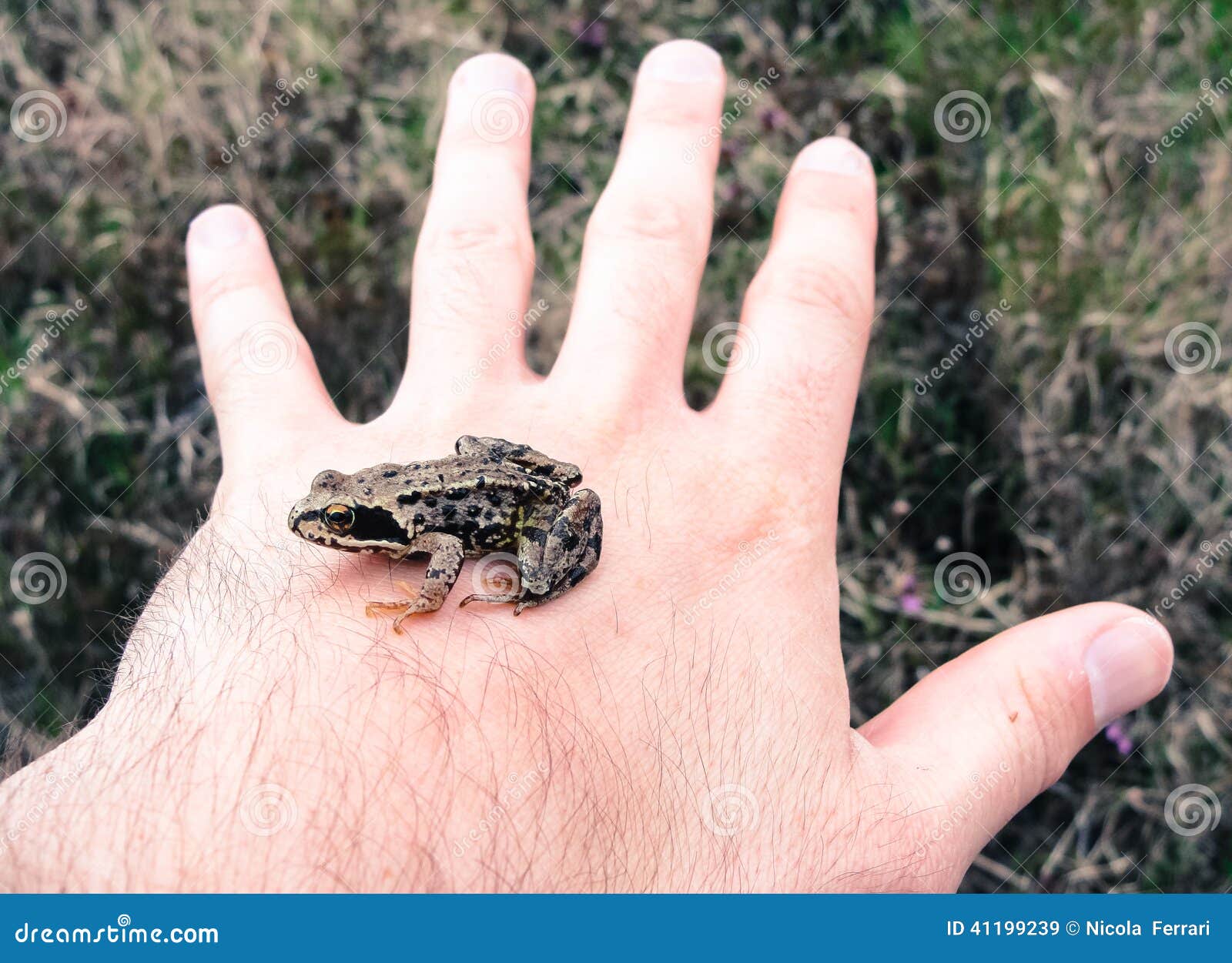 Small Frog Kingdom On A Lake Royalty-Free Stock Photography ...