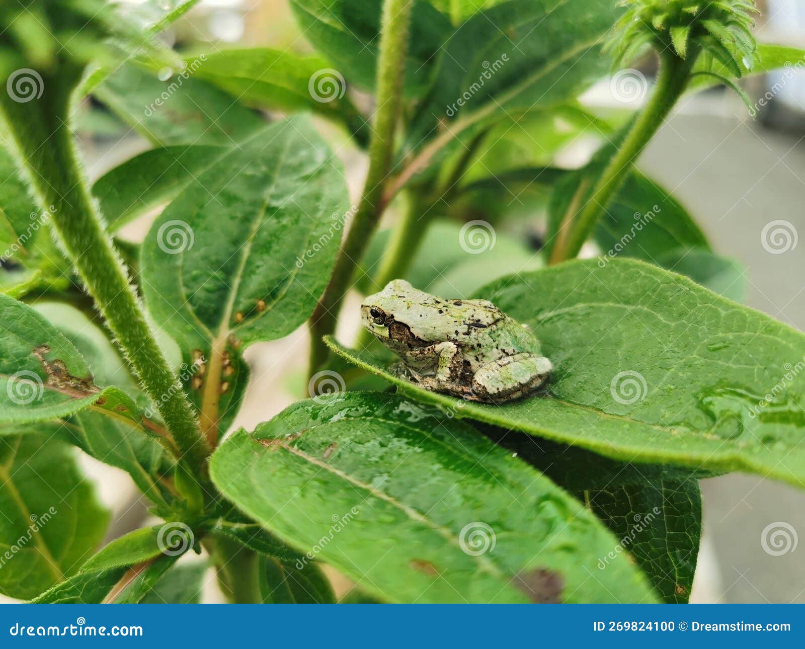 A Small Frog on Top of a Leaf with Water Drops Stock Photo - Image of ...