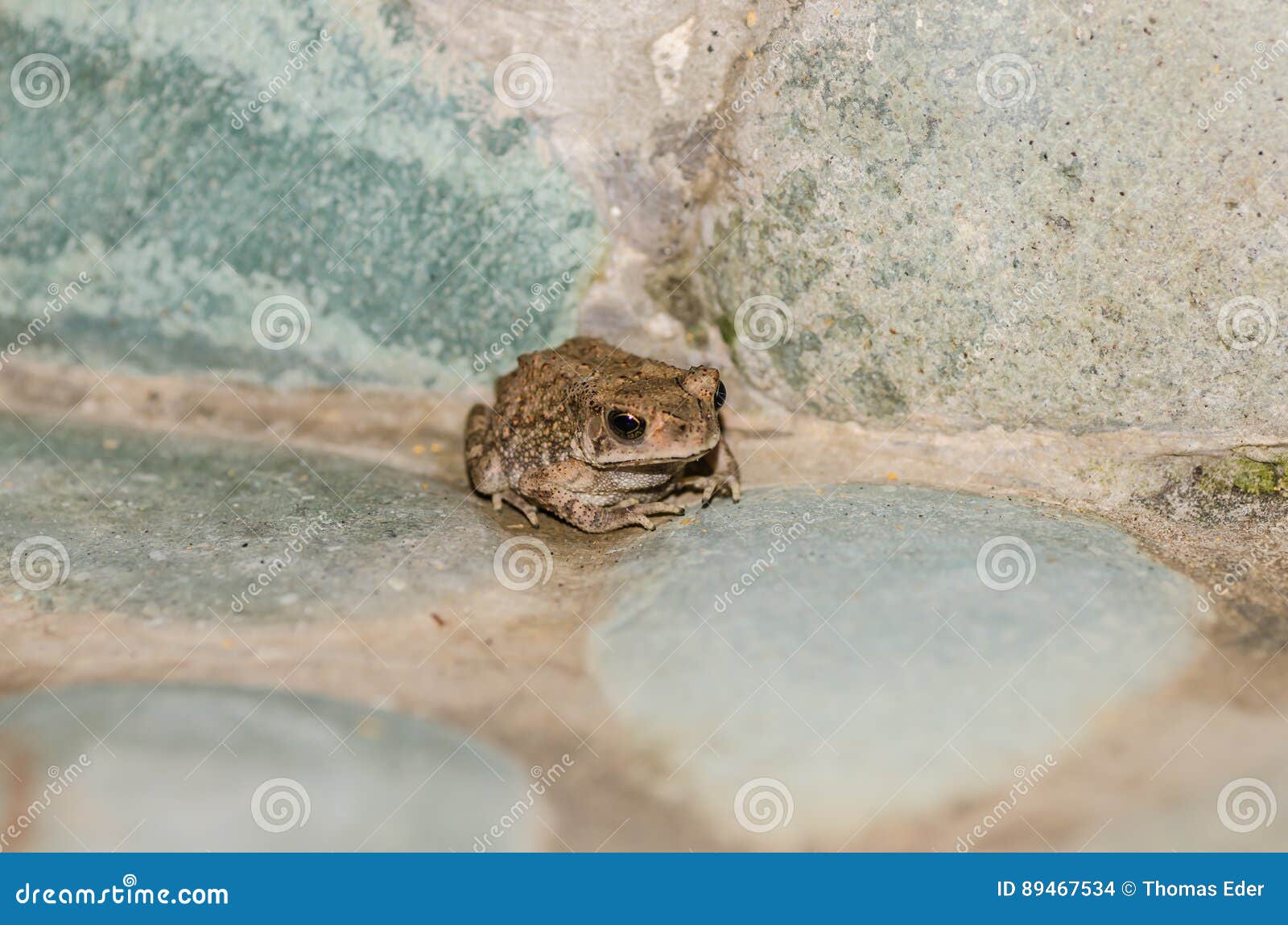 Small Frog at the Shower on Holiday Stock Photo - Image of rainforest ...