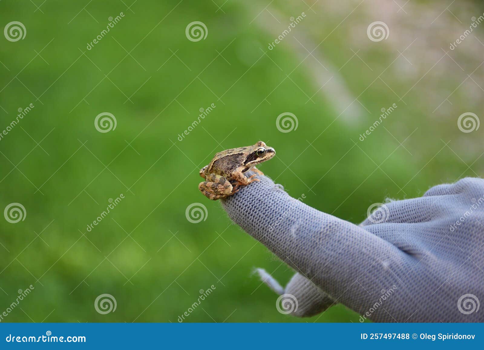 Small Frog Sits on a Gloved Hand Stock Photo - Image of fauna ...