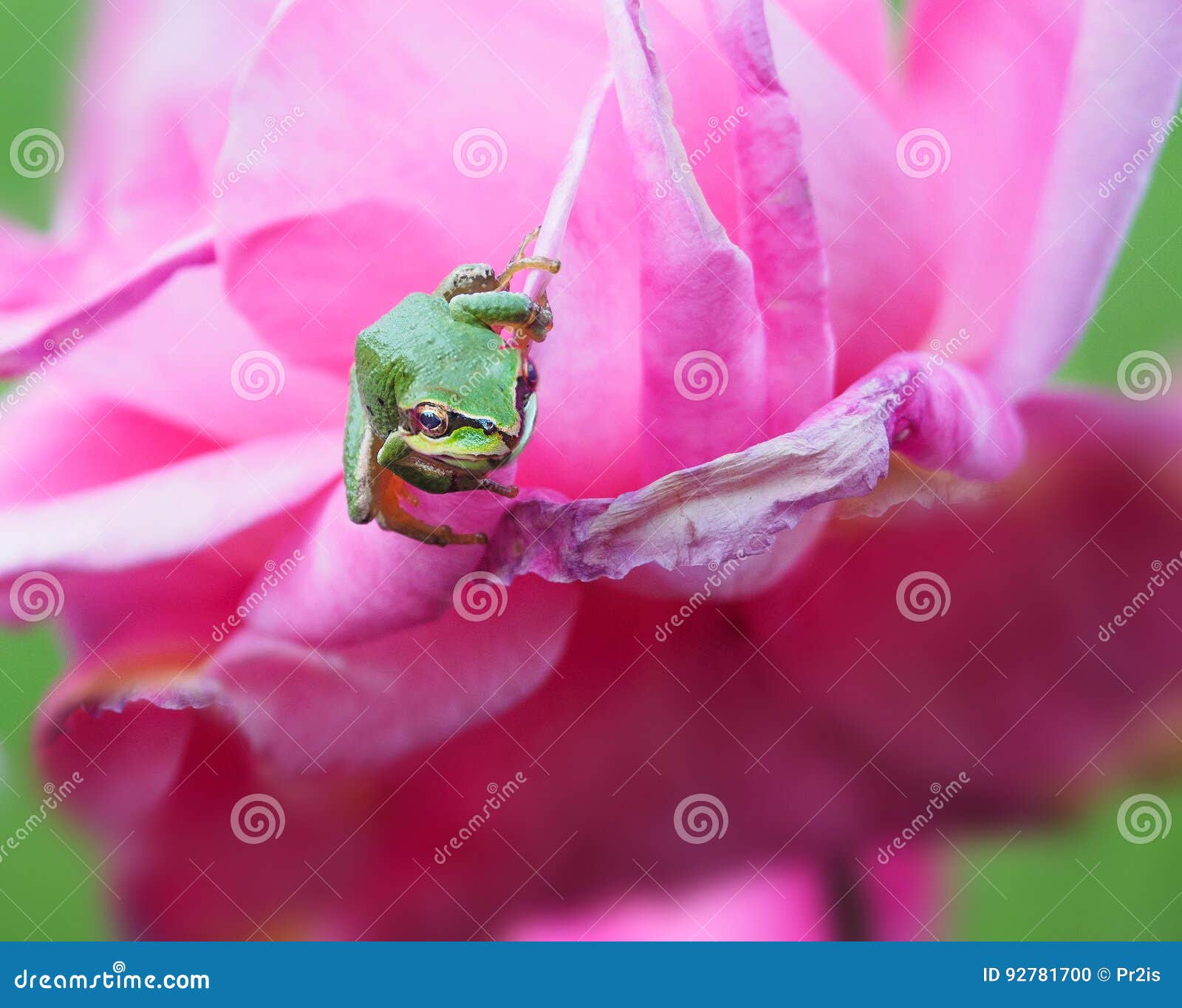 Small Frog Sits on a Pink Rose, Close-up Stock Photo - Image of macro ...