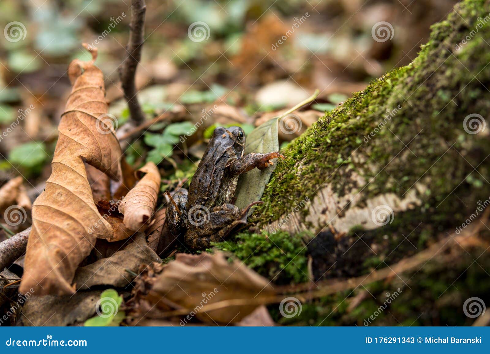 Small Frog Sitting on a Tree Trunk Stock Image - Image of moss, green ...