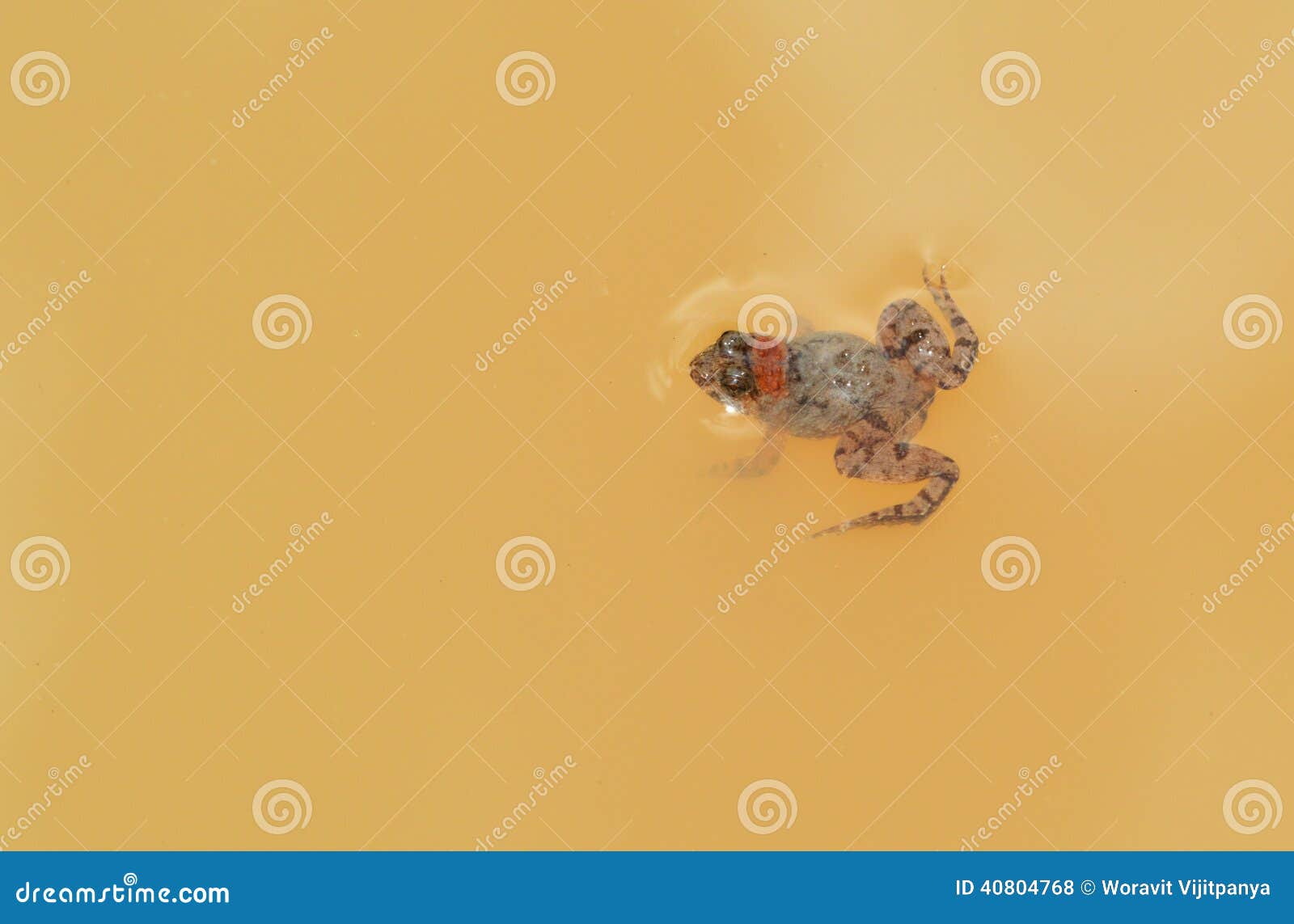 Small frog stock photo. Image of reptile, pond, biology - 40804768