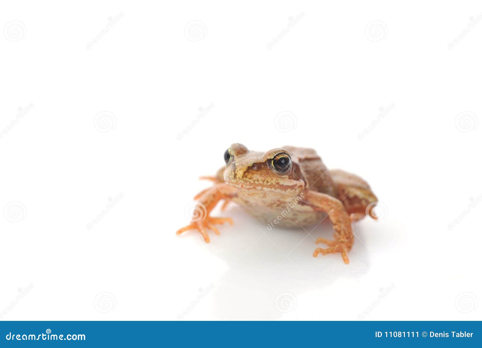 Small frog very close up stock image. Image of green - 11081111