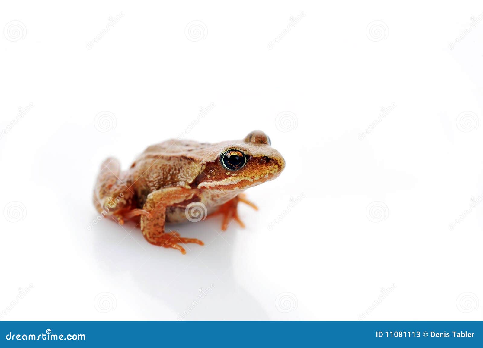 Small frog very close up stock image. Image of amphibian - 11081113