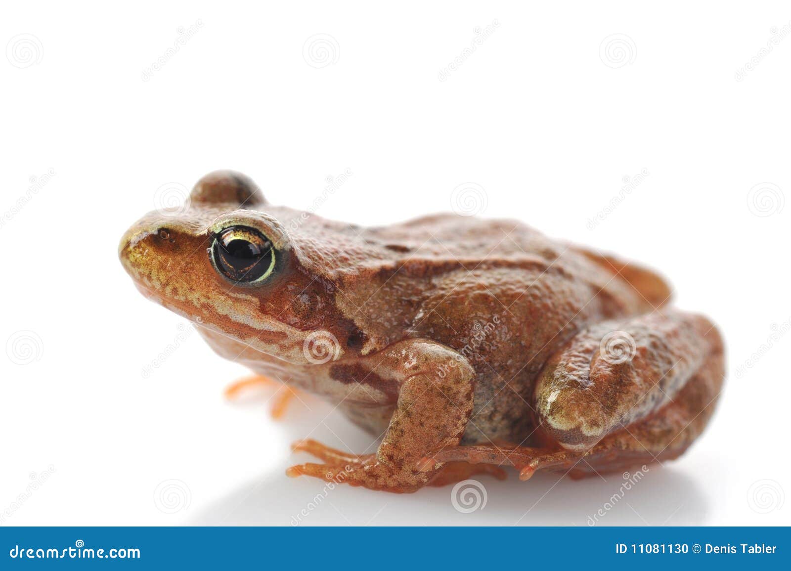 Small Frog Very Close Up Stock Photo - Image: 11081130