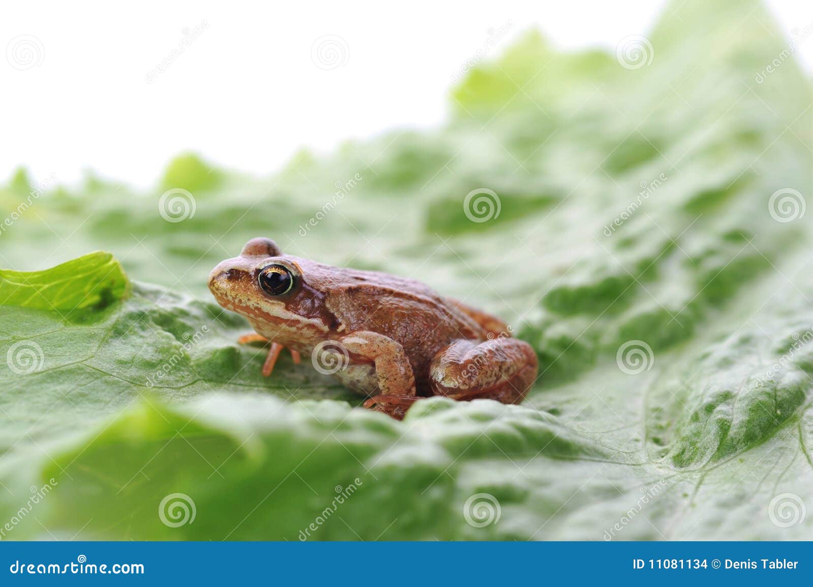 Small frog very close up stock photo. Image of frog, green - 11081134