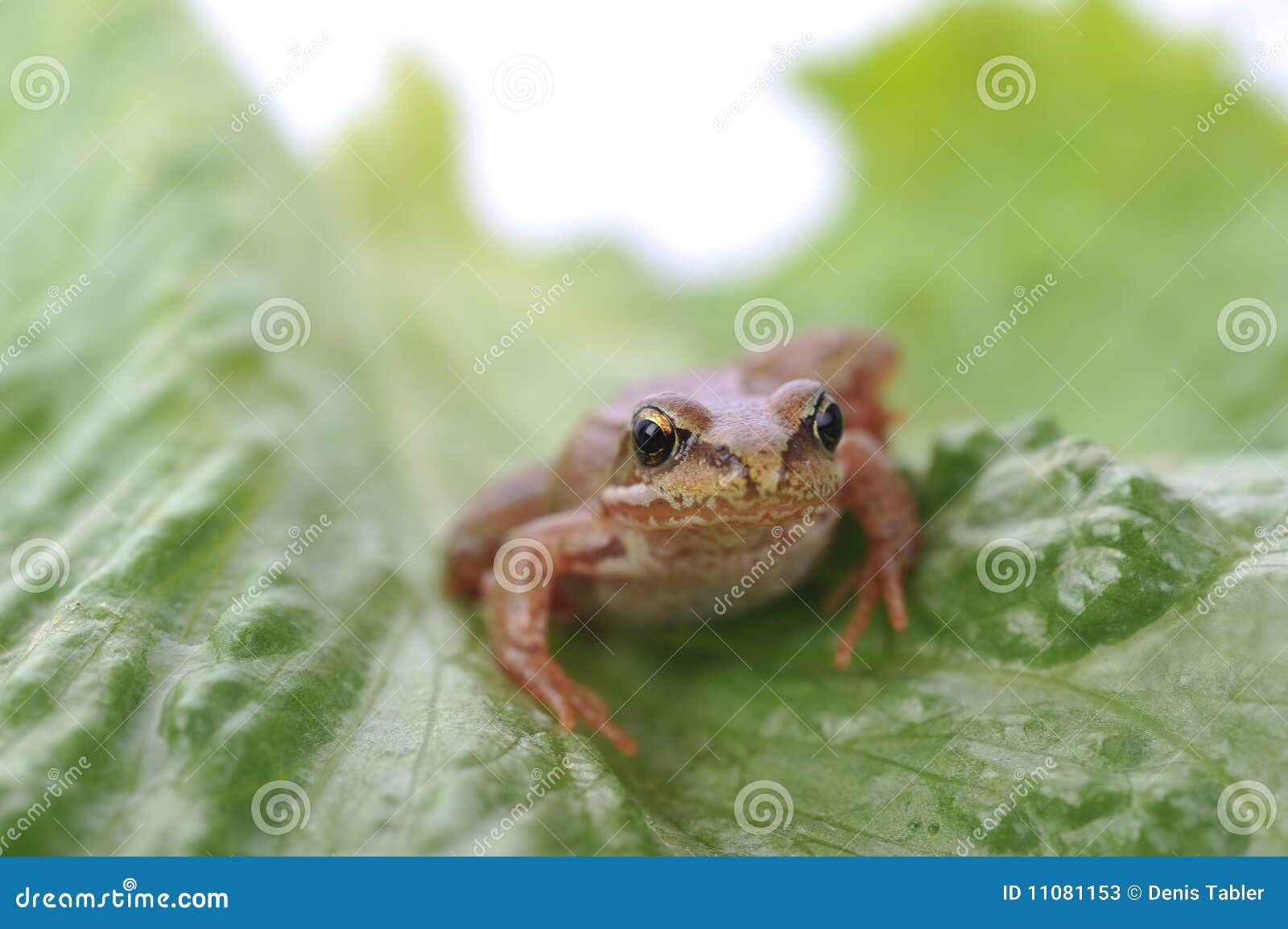 Small frog very close up stock image. Image of color - 11081153
