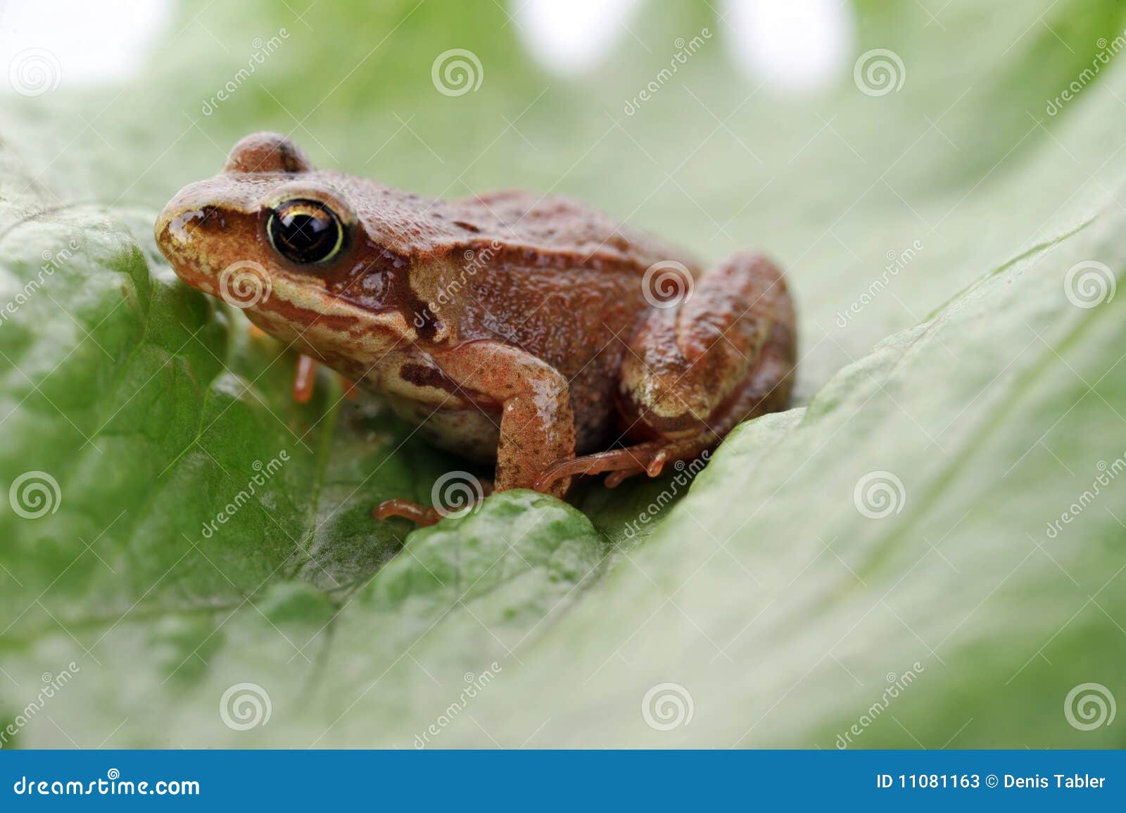 Small frog very close up stock image. Image of orange - 11081163