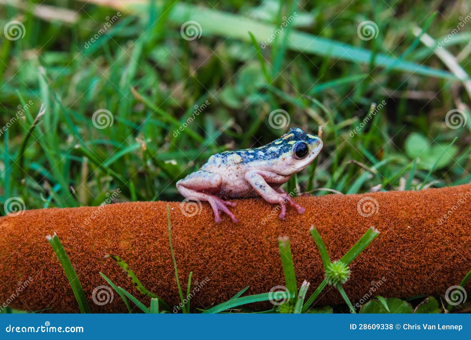 Small Frog Wetland stock photo. Image of water, grass - 28609338