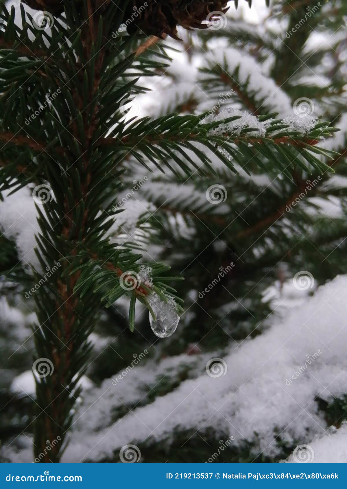 Small Frozen Drop on a Branch Stock Image - Image of drop, daylight ...