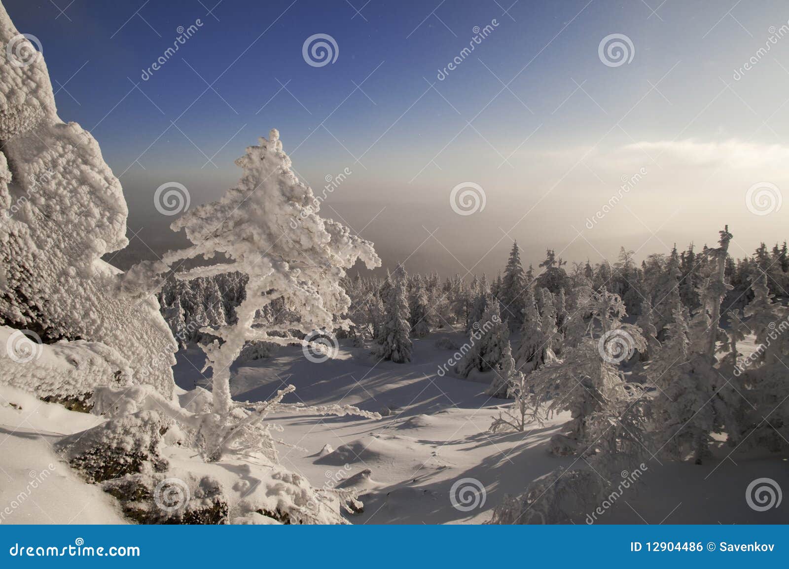 Small Frozen Fir Tree Growing in Rocks Stock Photo - Image of tree ...