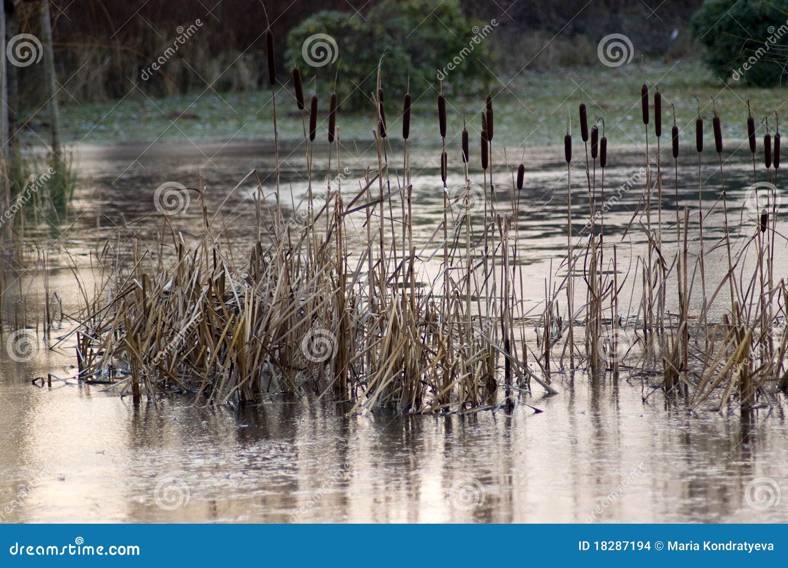 418 Small Frozen Swamp Stock Photos - Free & Royalty-Free Stock Photos ...