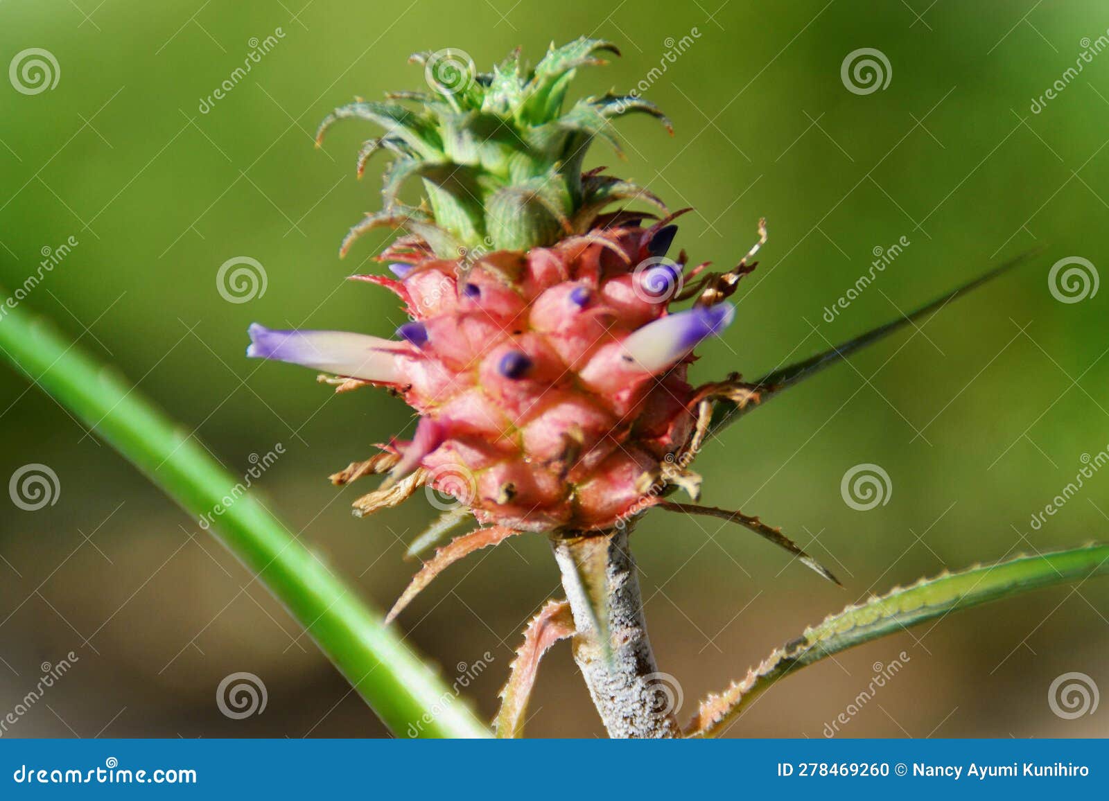Small Fruit of Ananas Nanus in the Field Stock Photo - Image of growth ...