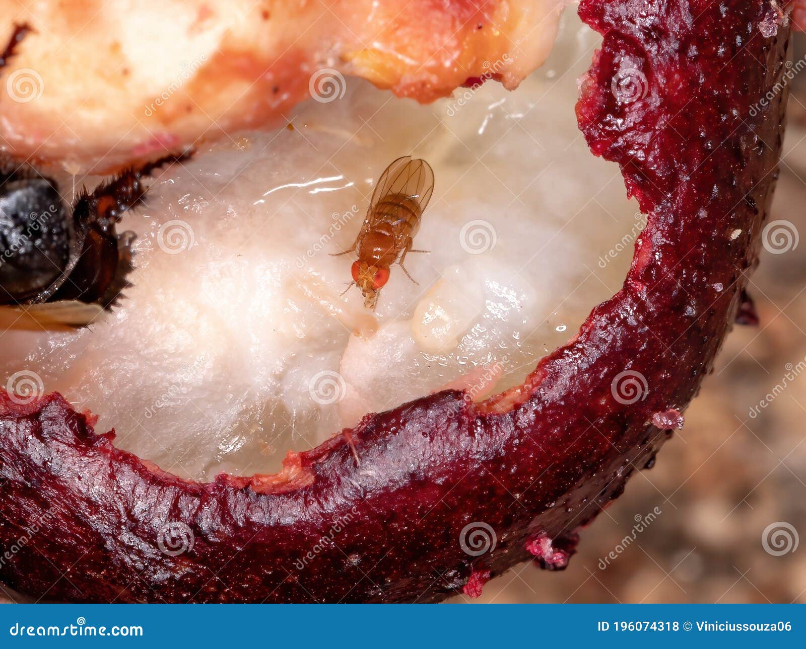 Small Fruit Fly stock photo. Image of natural, drosophilidae - 196074318