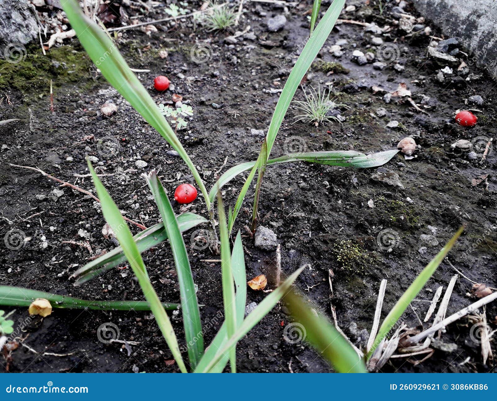 Small Fruit with Red Color that Starts To Fall from the Tree Stock ...