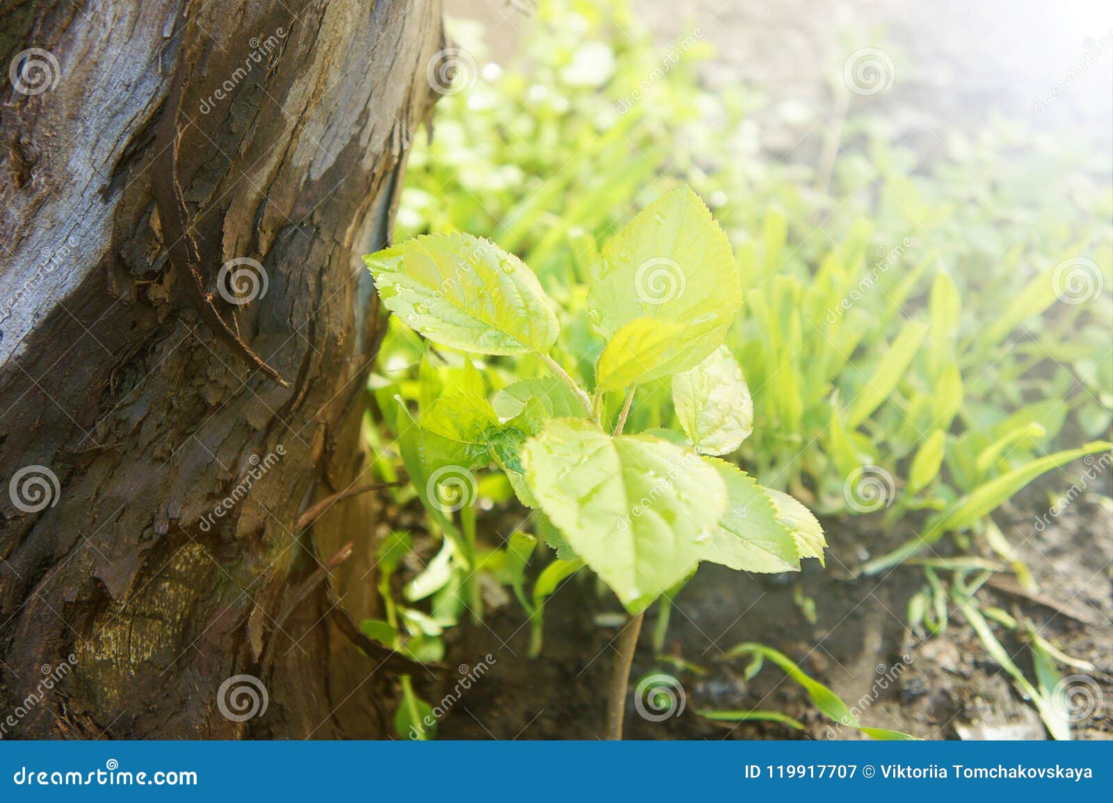 Small Fruit Tree New Sprout Stock Image - Image of dirt, care: 119917707