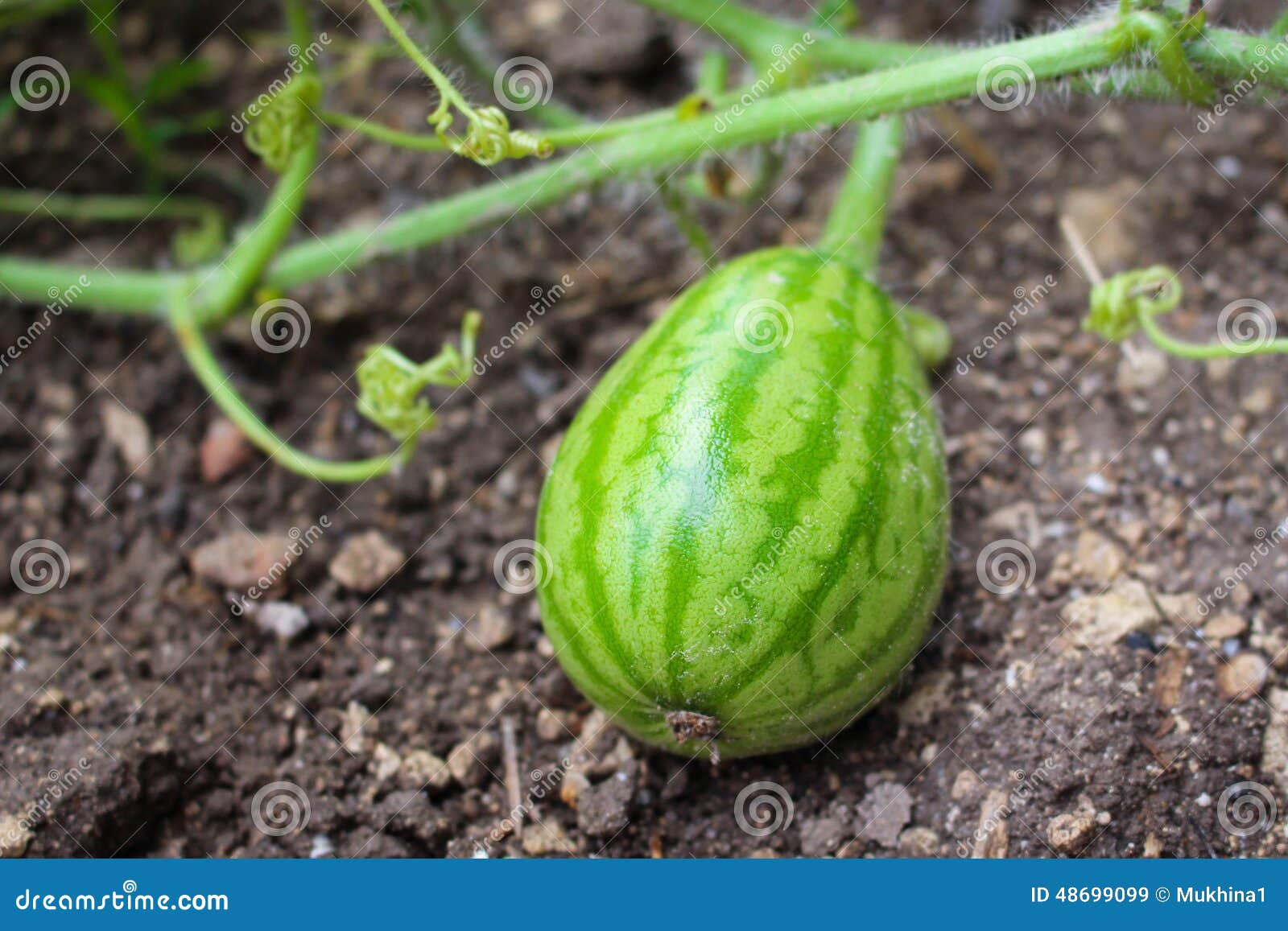 Small Fruit Watermelon Growing in the Garden Stock Image - Image of ...